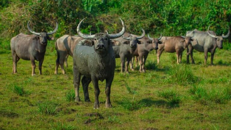 9 Interesting Facts About Kaziranga National Park